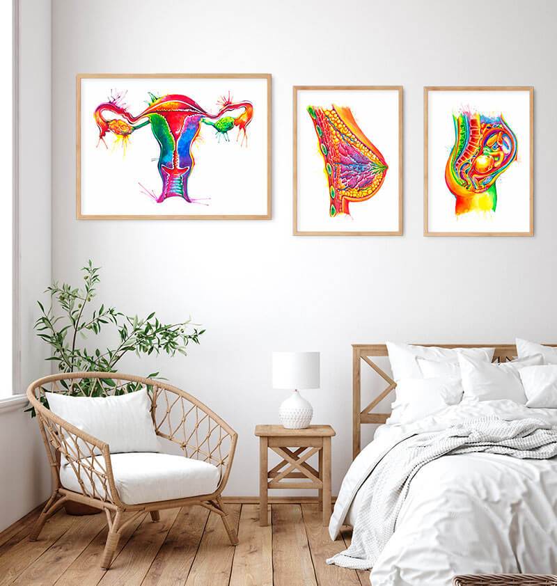 Uterus anatomy art - Codex Anatomicus