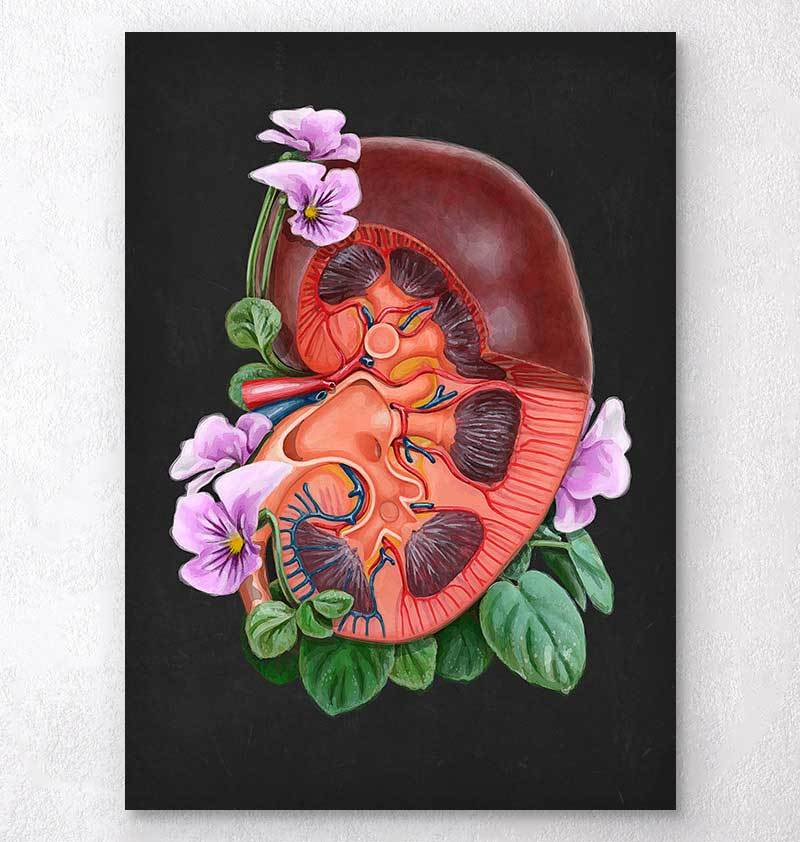 Floral kidney anatomy art print – Codex Anatomicus