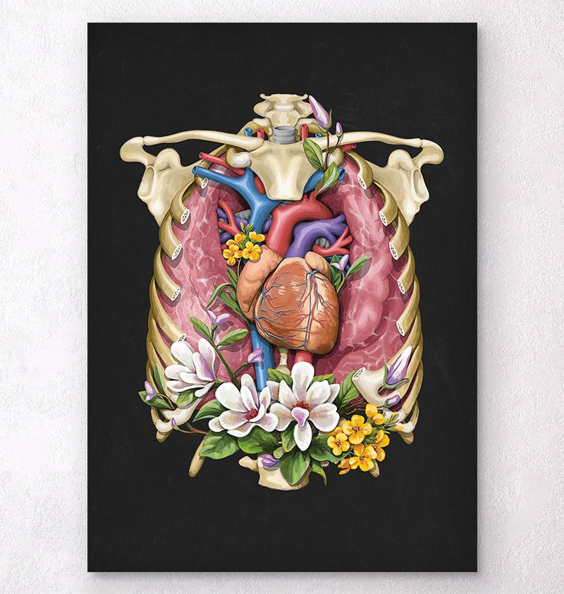 Heart, lungs and a ribcage - anatomy art by Codex Anatomicus