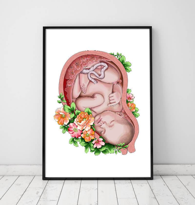 Fetus in a womb anatomy art print - Codex Anatomicus