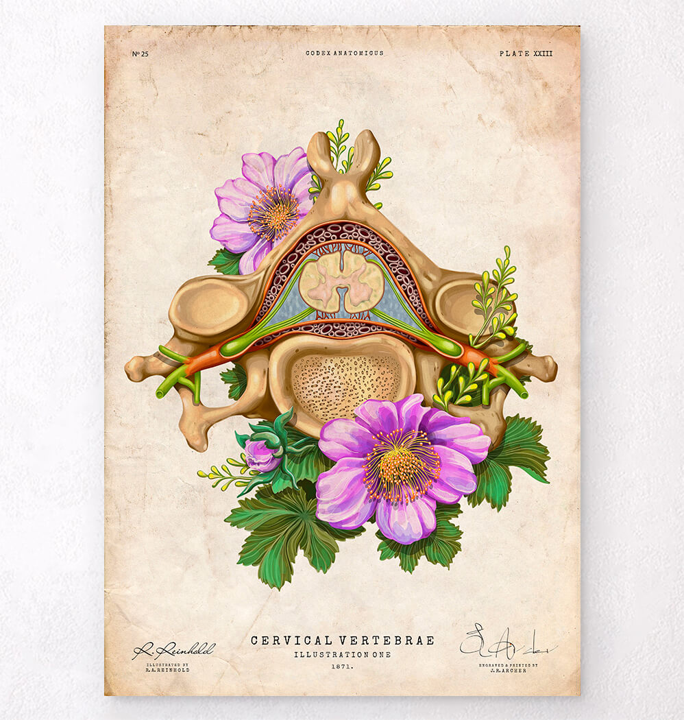 Cervical vertebrae anatomy art print – Codex Anatomicus