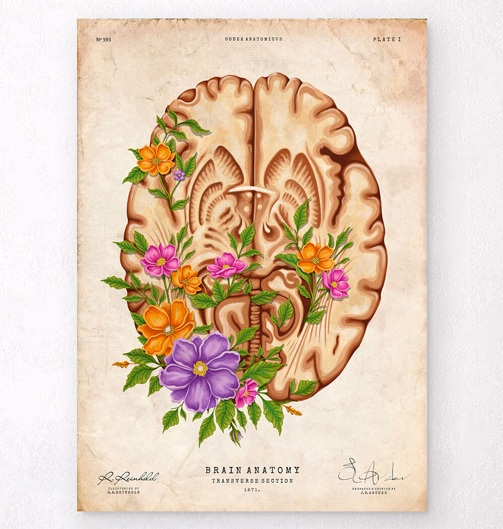 Floral brain anatomy art print - Codex Anatomicus