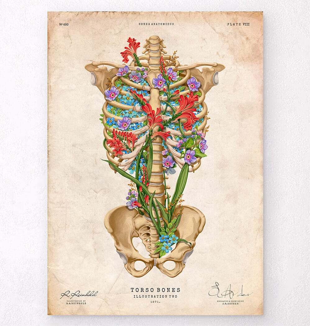Floral rib cage anatomy art print - Codex Anatomicus
