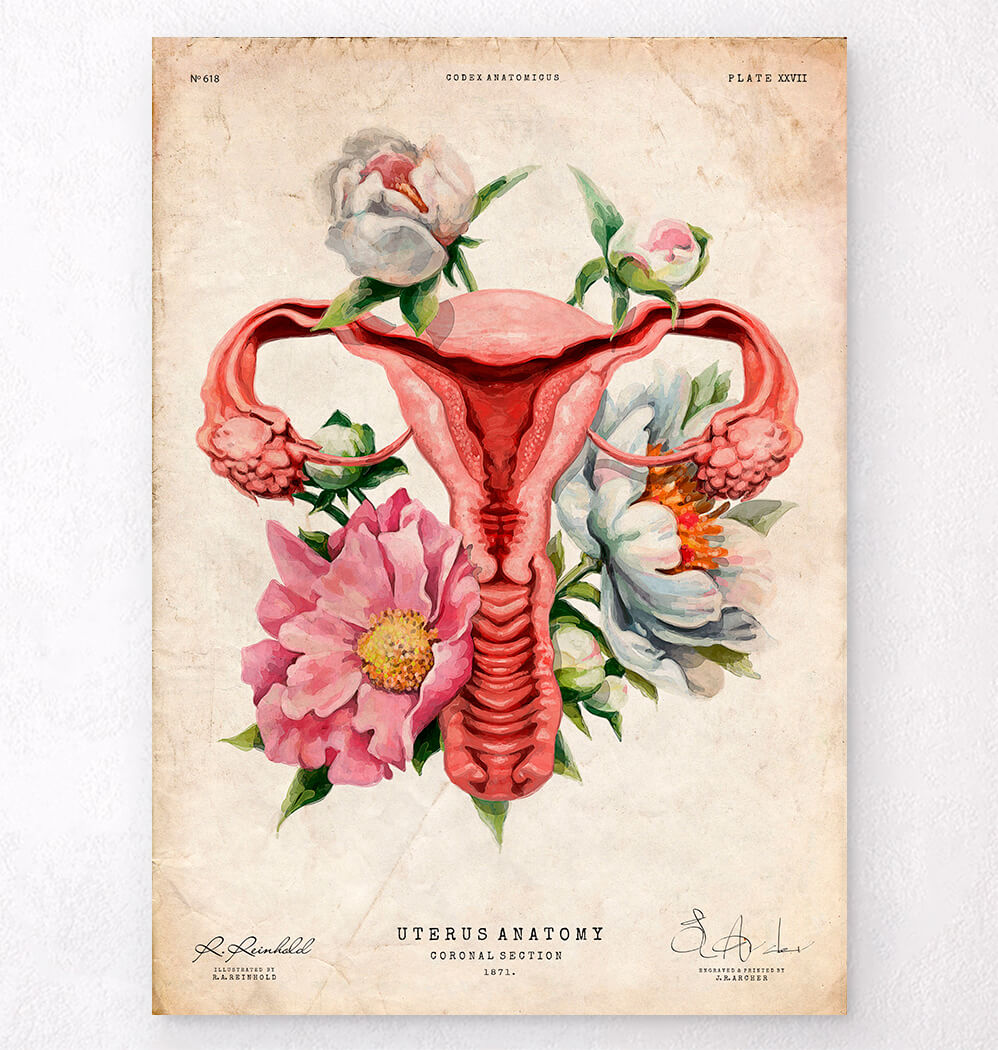 Uterus anatomy art print - Uterus Anatomy - Codex Anatomicus
