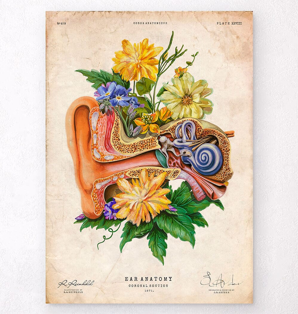 Floral ear anatomy art print – Codex Anatomicus