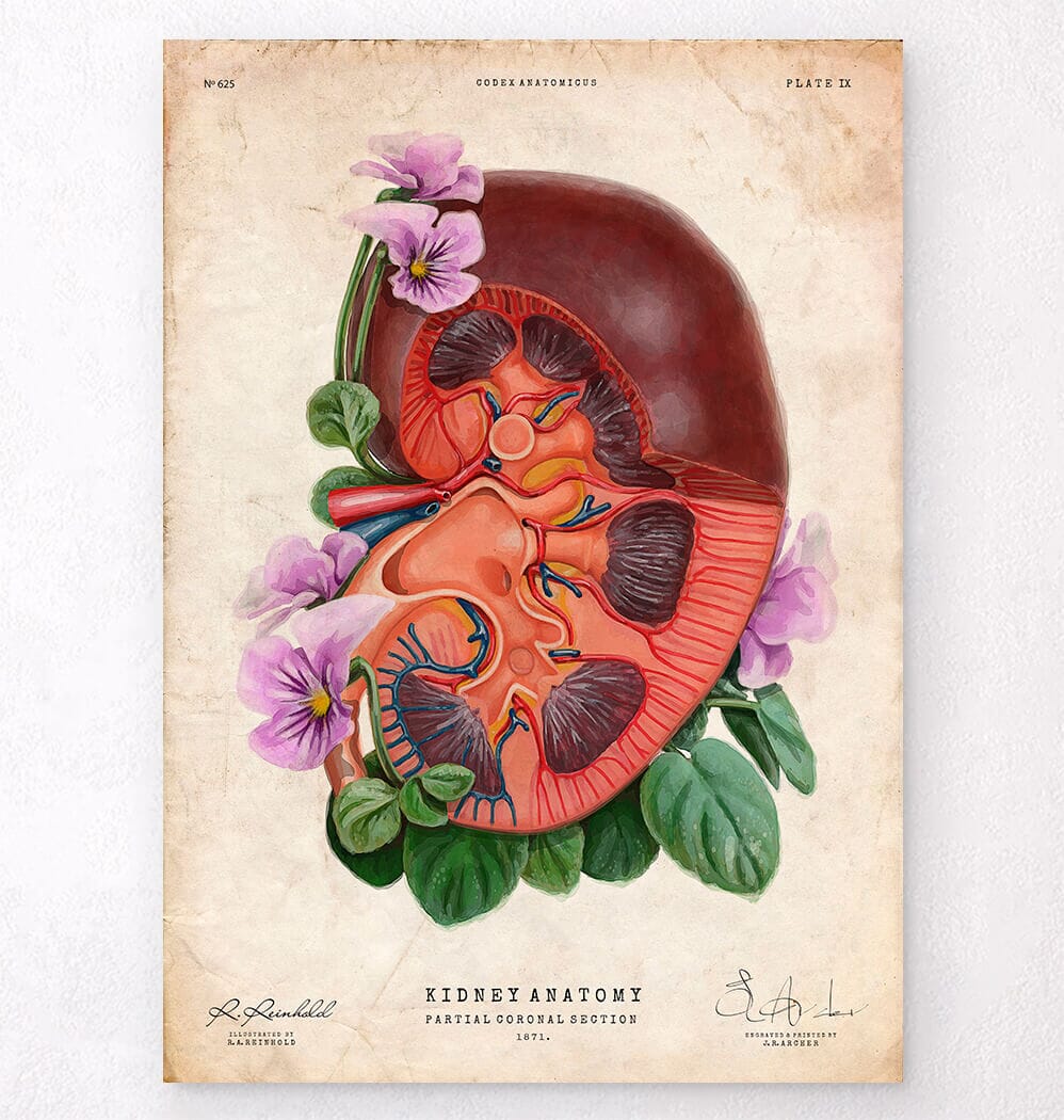 Floral kidney anatomy art print – Codex Anatomicus