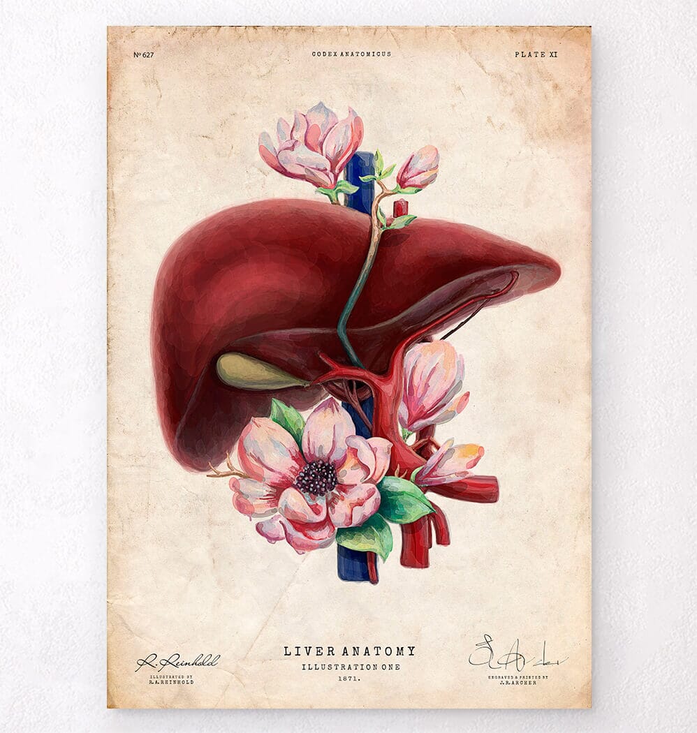 Liver anatomy art print - Codex Anatomicus