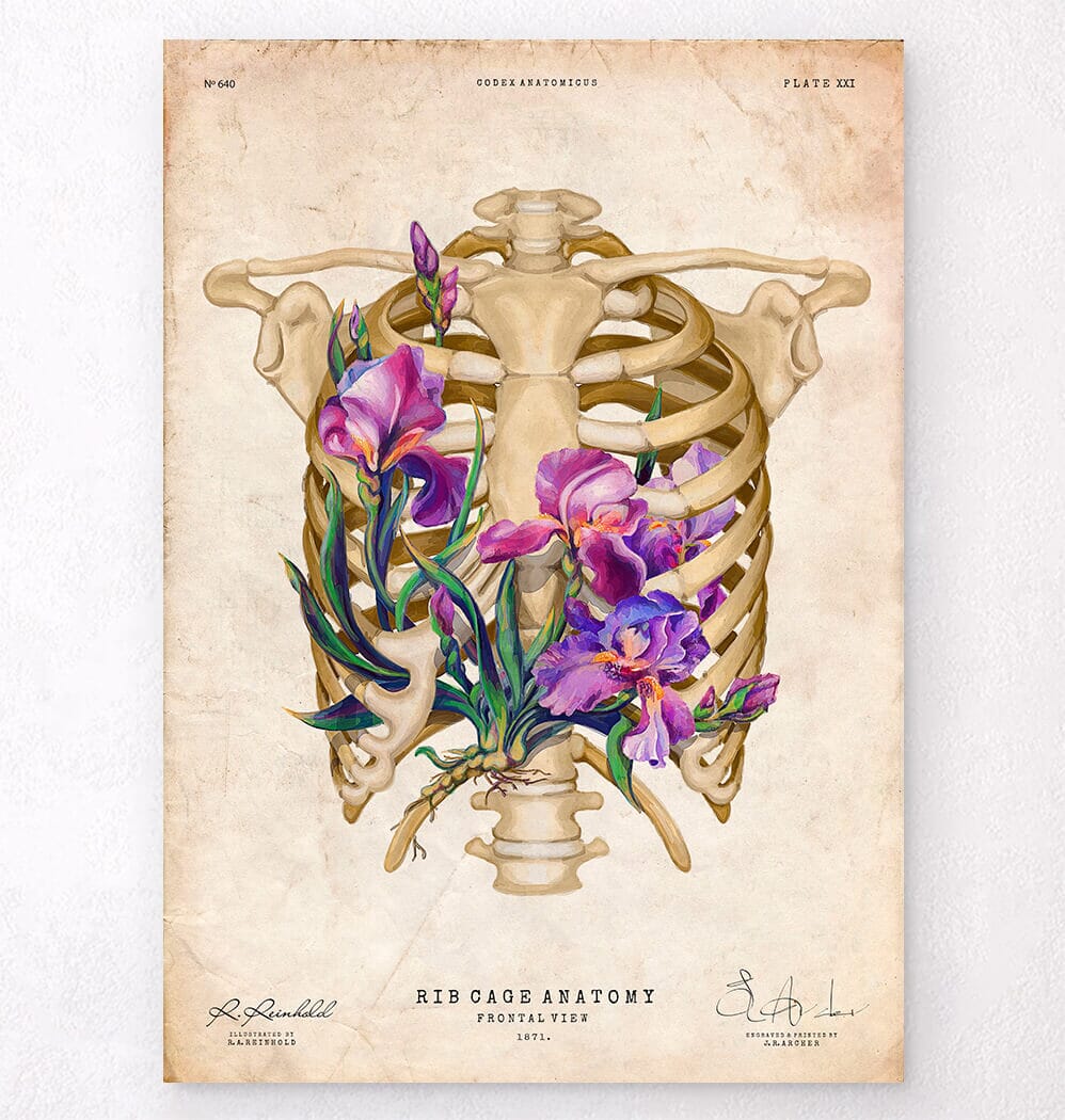 Rib cage with flowers anatomy art diagram – Codex Anatomicus