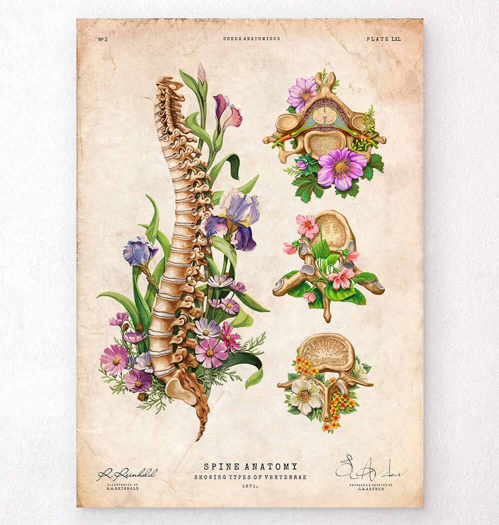 Floral spine anatomy art print – Codex Anatomicus
