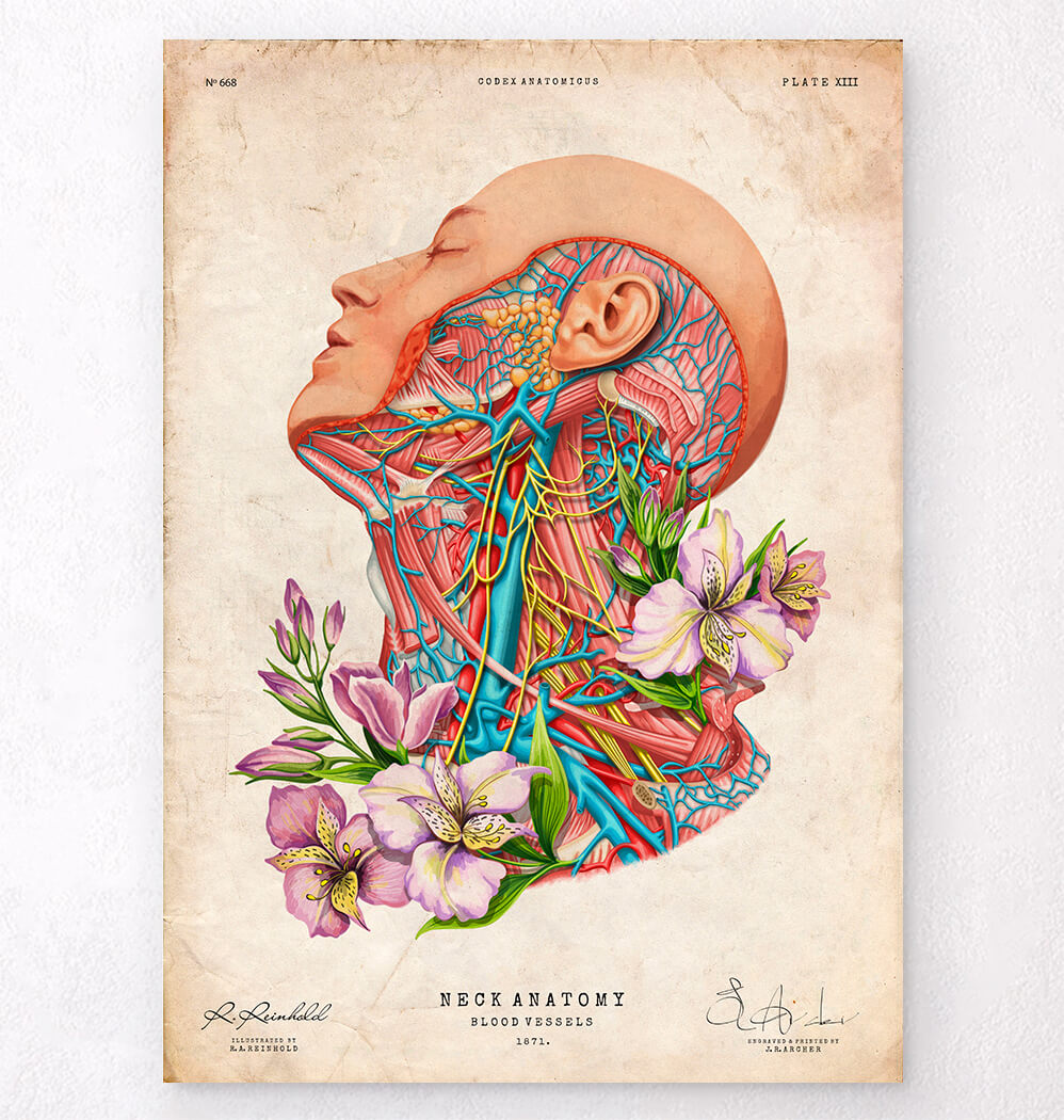 Blood vessels of the neck - Floral - Black - Codex Anatomicus