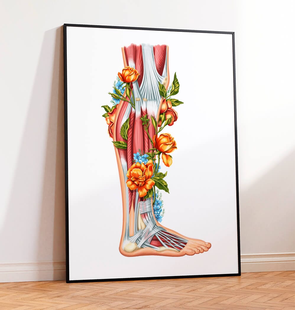 Leg anatomy - Codex Anatomicus