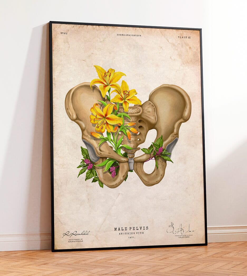 Pelvis anatomy - Floral - Vintage - Codex Anatomicus
