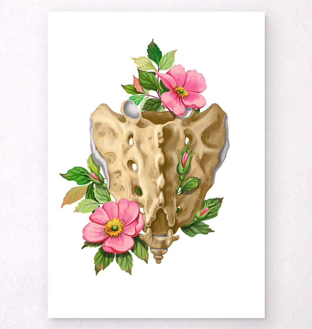 Sacrum anatomy art print - Codex Anatomicus