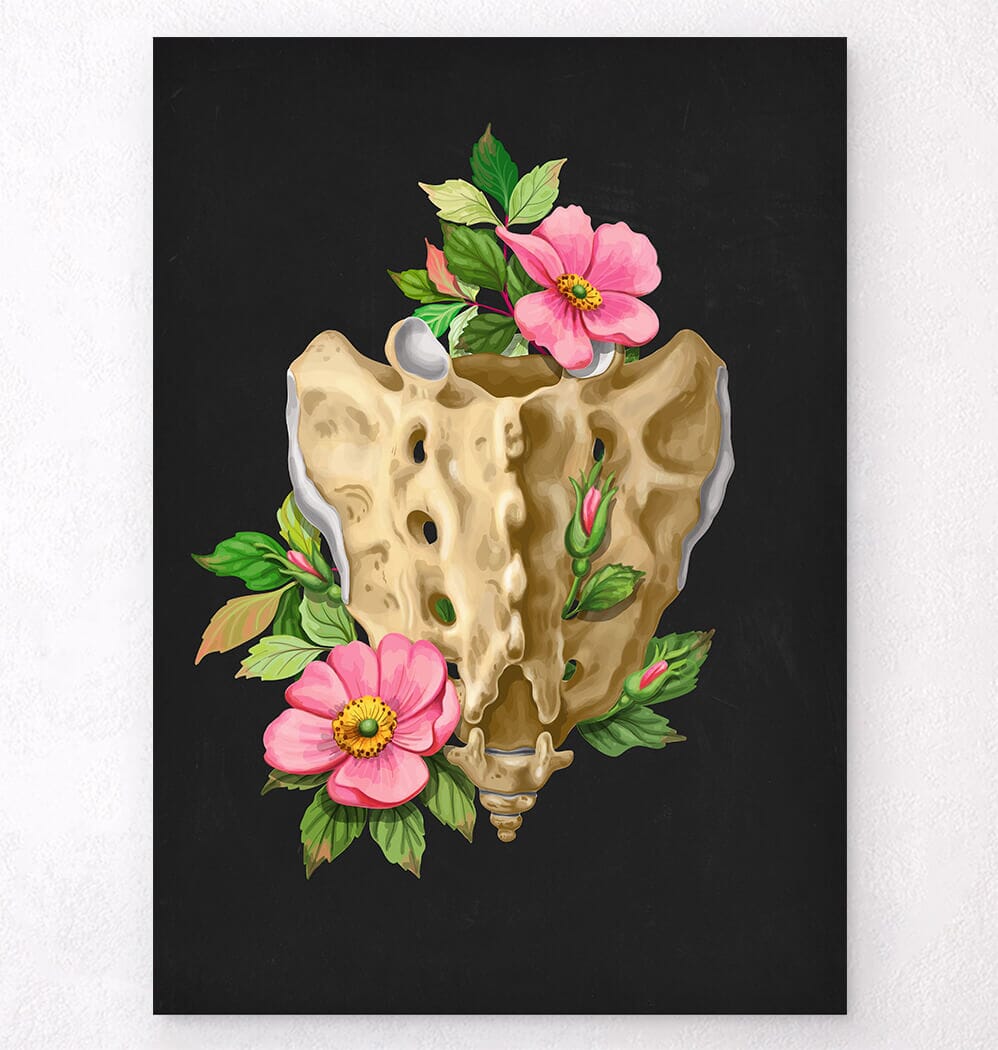 Sacrum anatomy art print - Codex Anatomicus