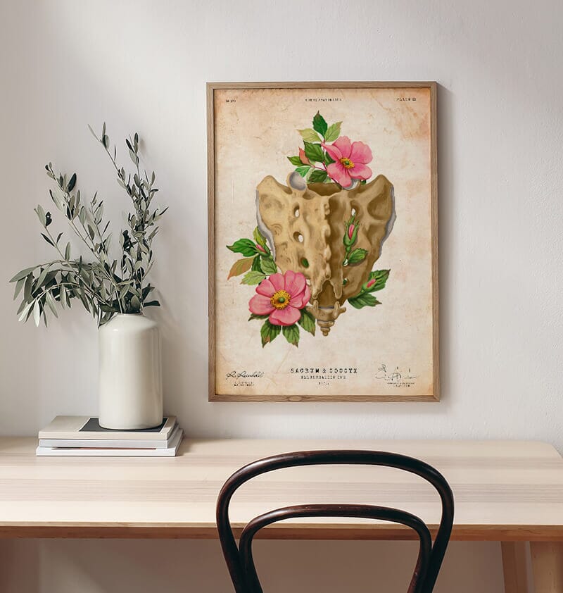 Sacrum anatomy art print - Codex Anatomicus