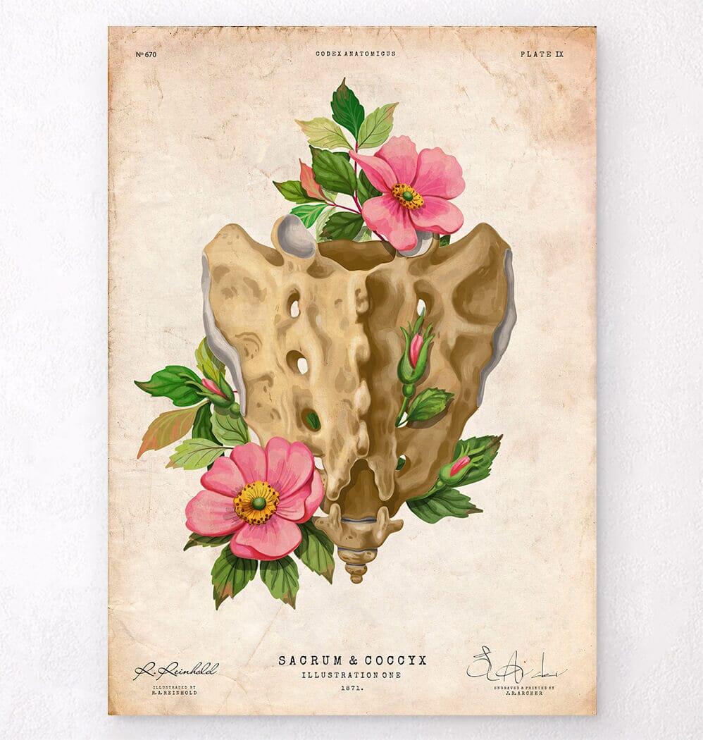 Sacrum anatomy art print - Codex Anatomicus