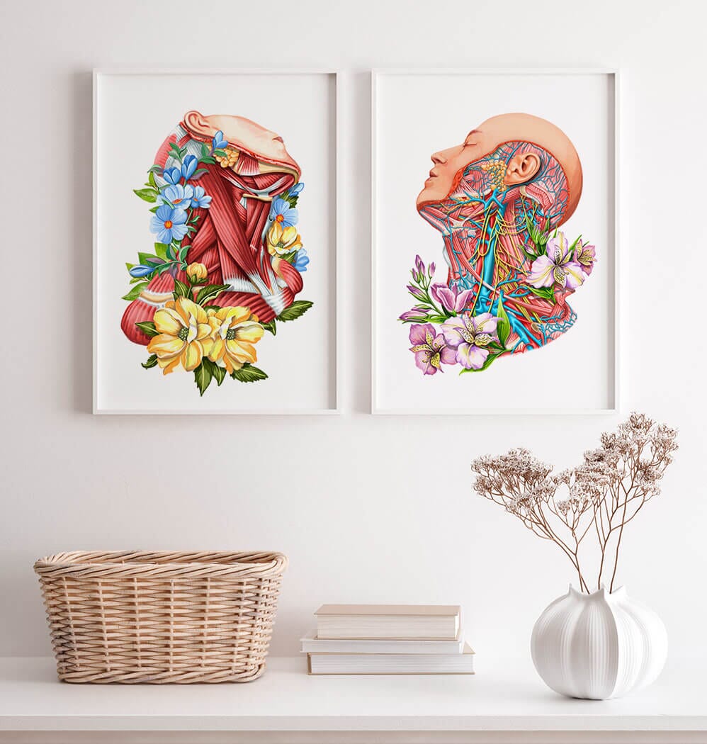 Neck muscles anatomy - Floral - Codex Anatomicus