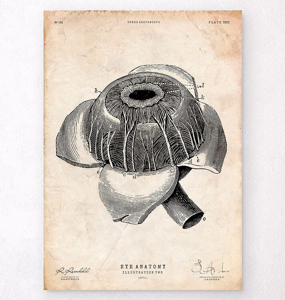 Eye anatomy poster – Codex Anatomicus