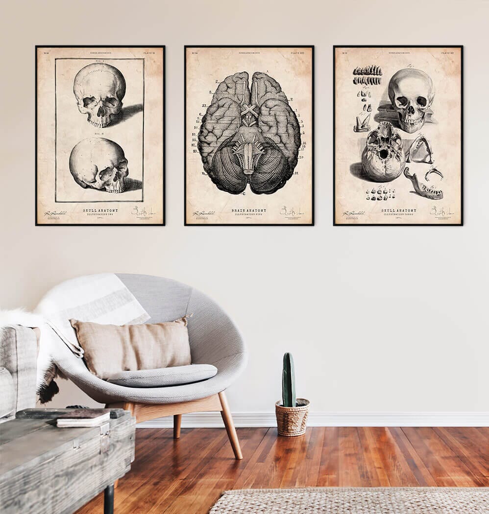 Human skull print VIII - Codex Anatomicus