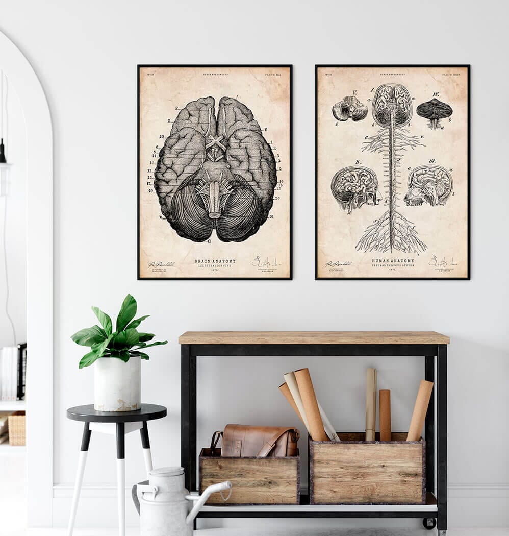 Brain sections anatomy poster – Codex Anatomicus