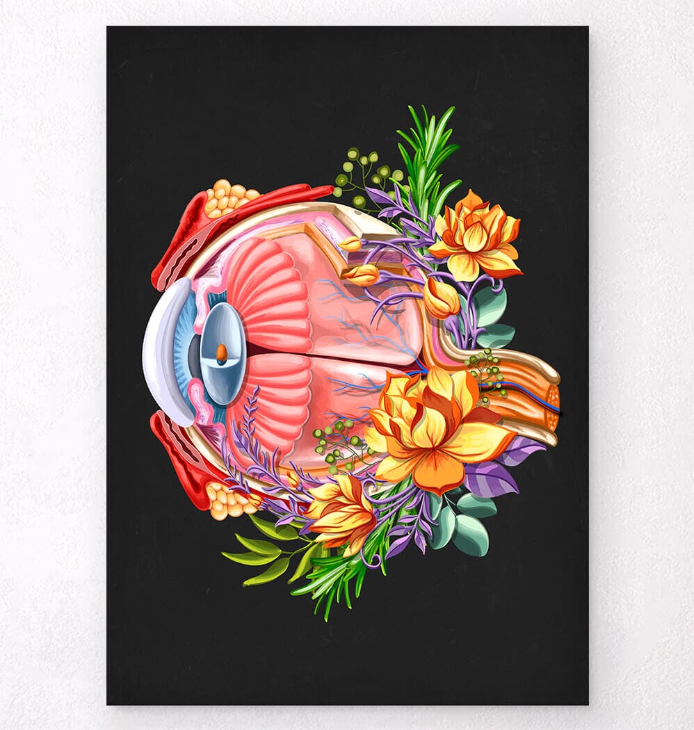 Eye anatomy art print - Codex Anatomicus