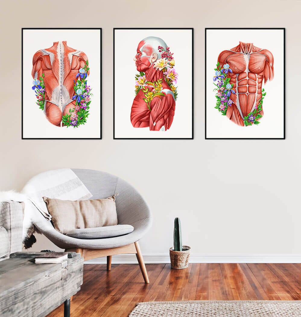Muscles anatomy art -Codex Anatomicus