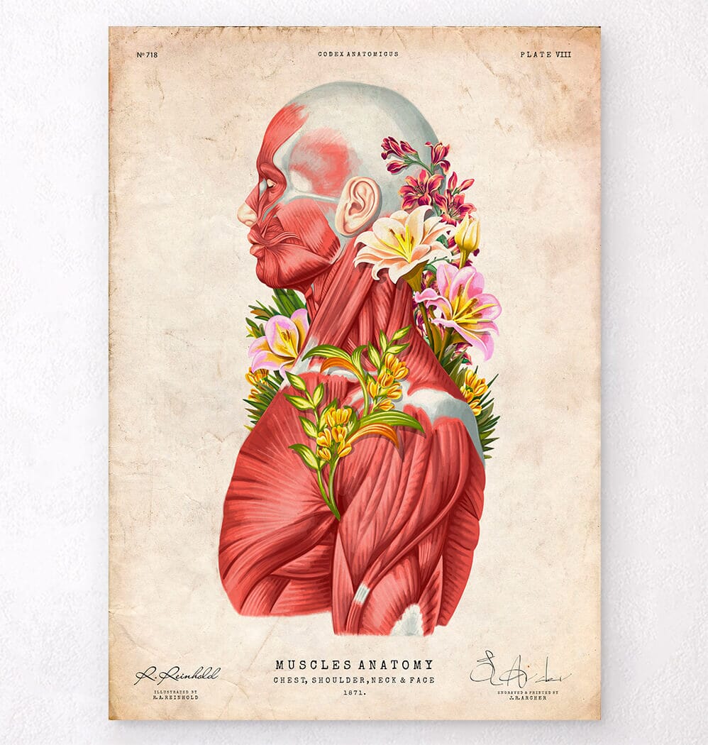 Muscles anatomy art -Codex Anatomicus