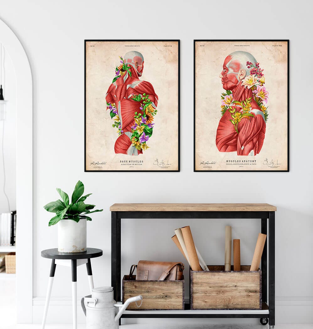 Muscles anatomy art - Codex Anatomicus