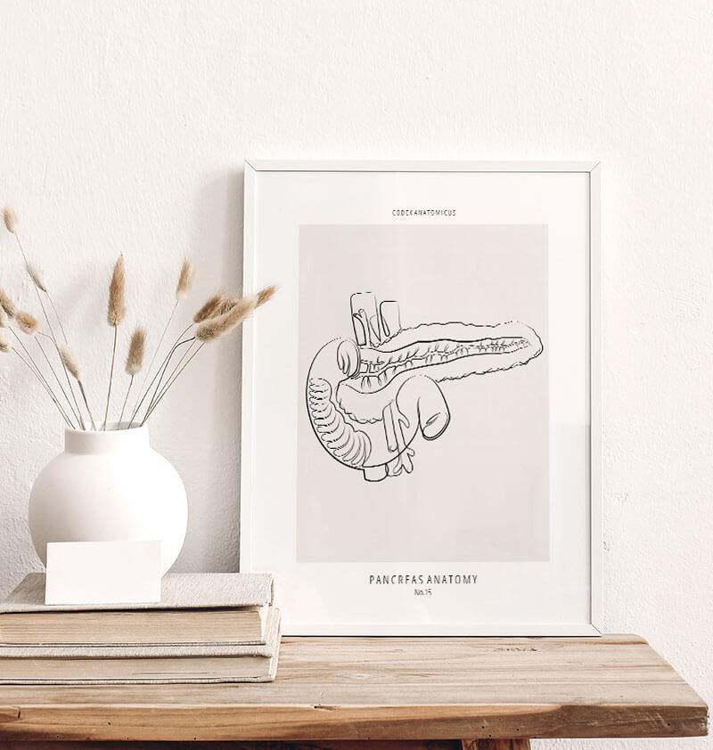 Pancreas Anatomy Line Art Print - Codex Anatomicus