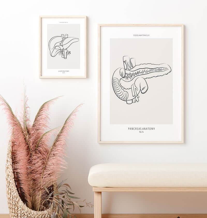 Pancreas Anatomy Line Art Print - Codex Anatomicus