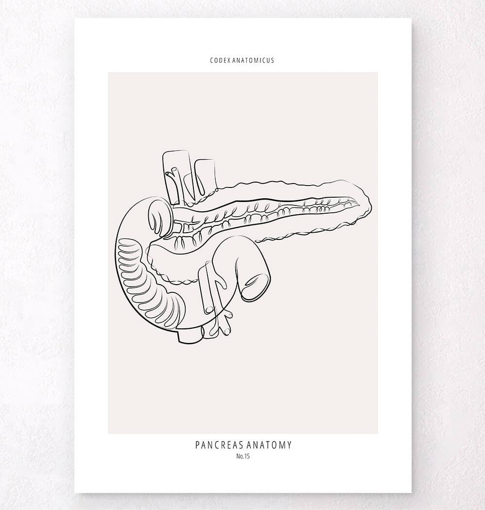 Pancreas Anatomy Line Art Print - Codex Anatomicus