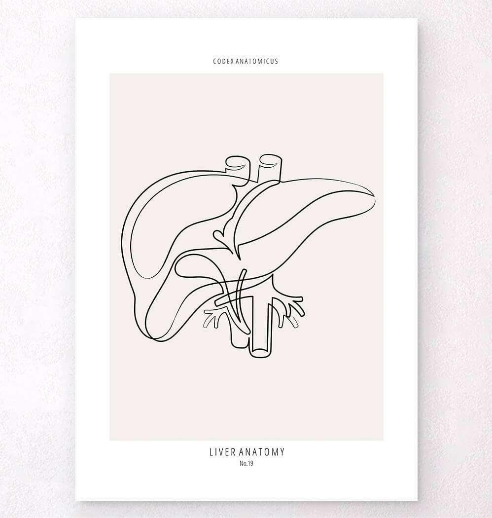 Anatomical liver line art print - Codex Anatomicus