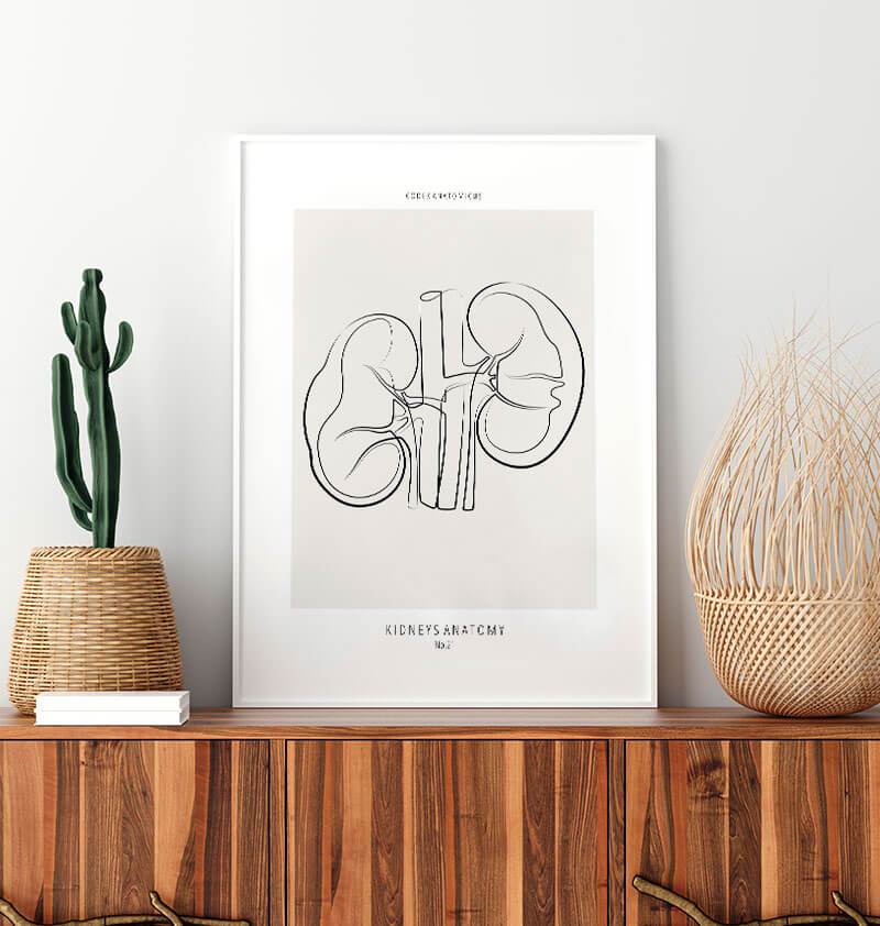 Anatomical kidney line art print - Codex Anatomicus