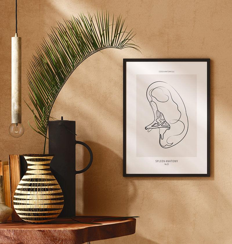 Spleen anatomy - Line art print - Codex Anatomicus