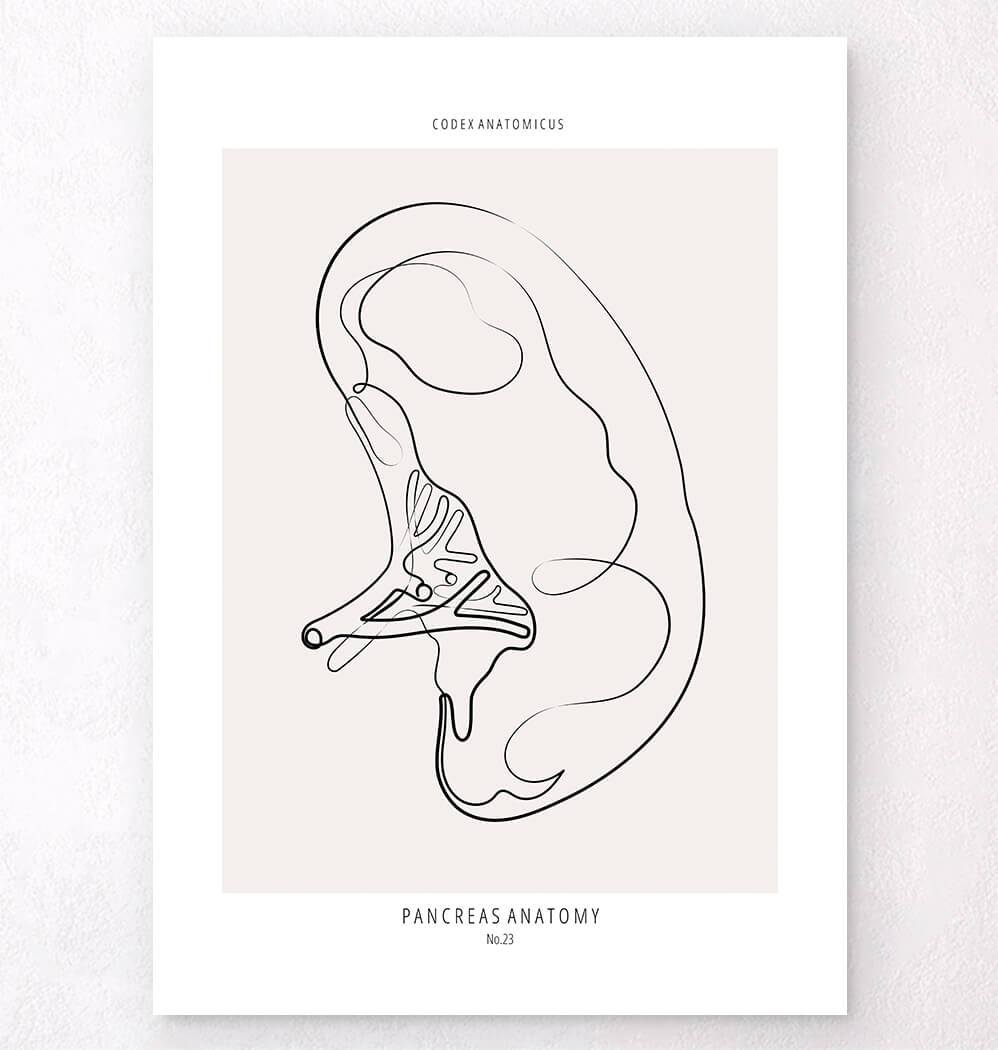 Spleen anatomy - Line art print - Codex Anatomicus