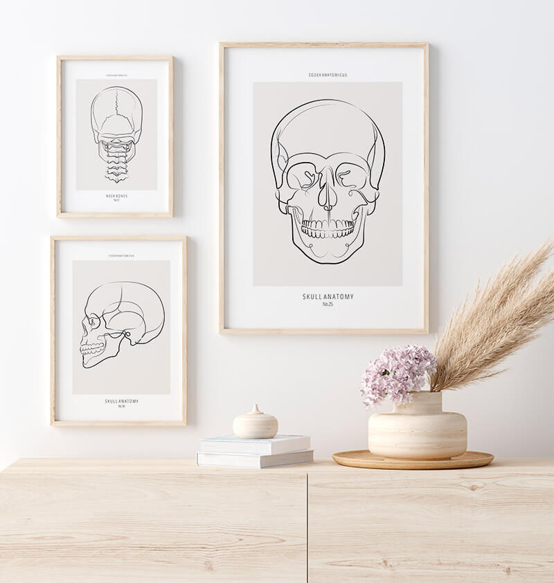 Skull anatomy - Line art print - Codex Anatomicus