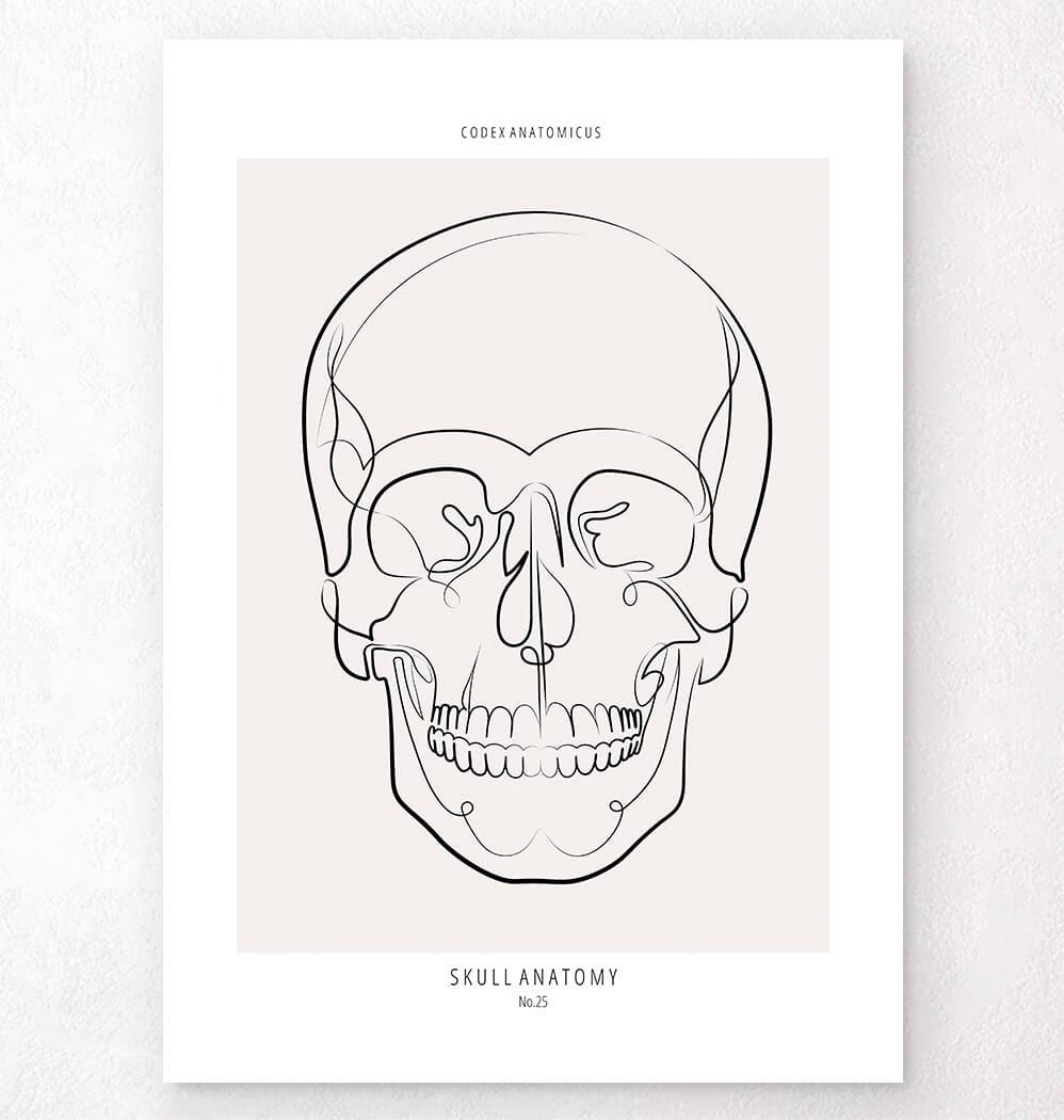 Skull anatomy - Line art print - Codex Anatomicus