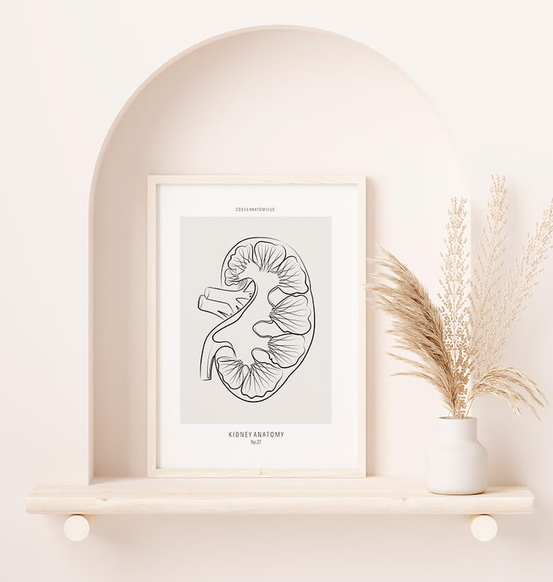 Anatomical kidney line art print - Codex Anatomicus