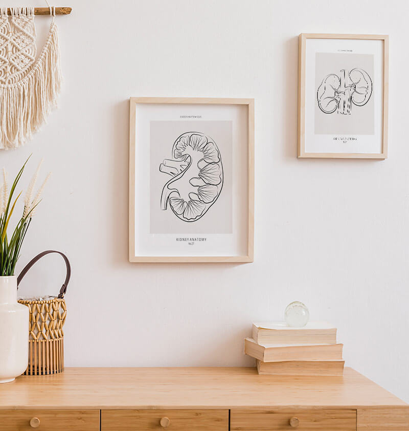 Anatomical kidney line art print - Codex Anatomicus