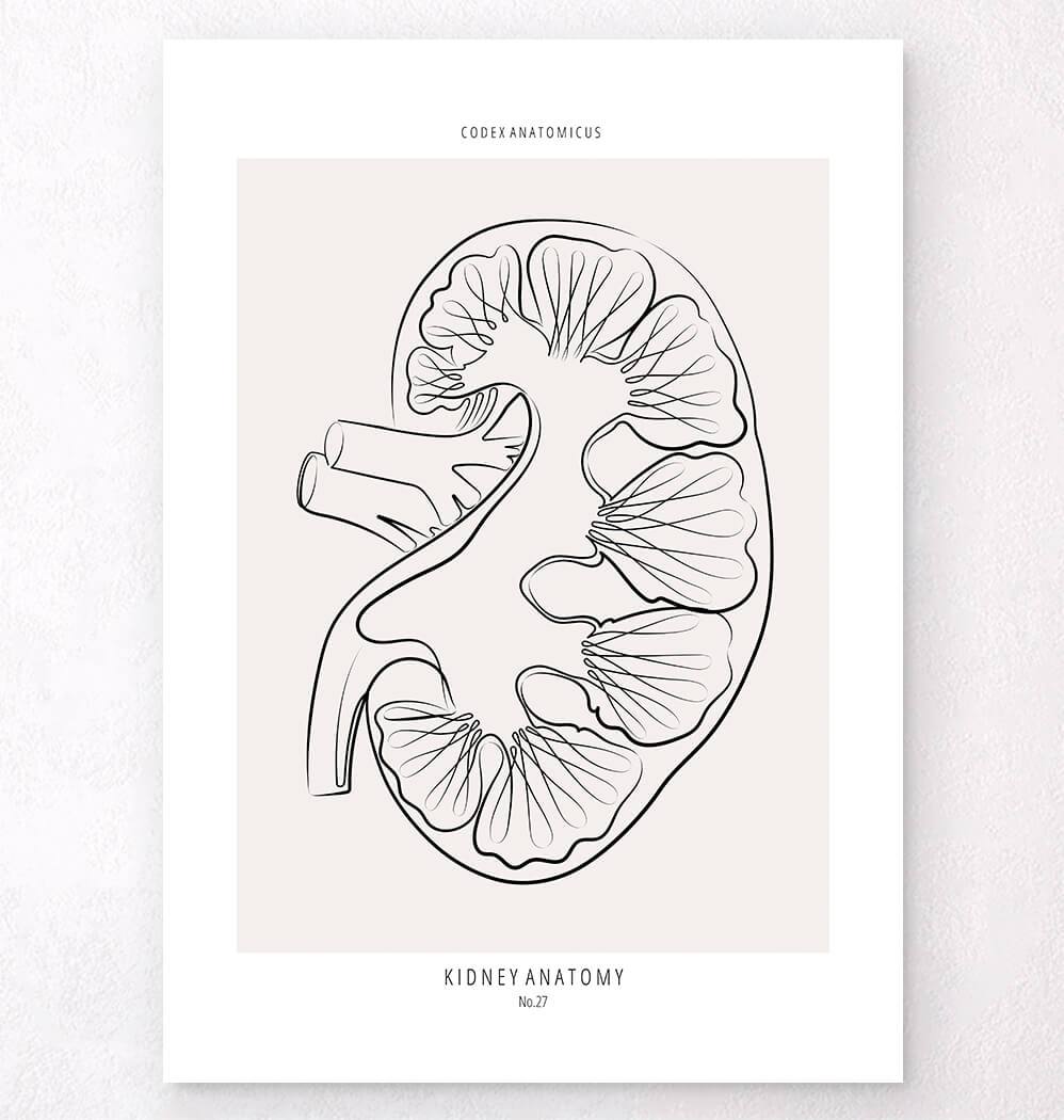 Anatomical kidney line art print - Codex Anatomicus