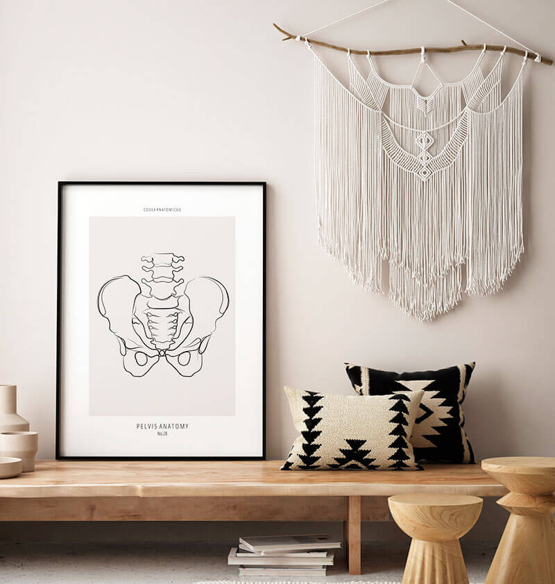 Male pelvis anatomy line art print - Codex Anatomicus