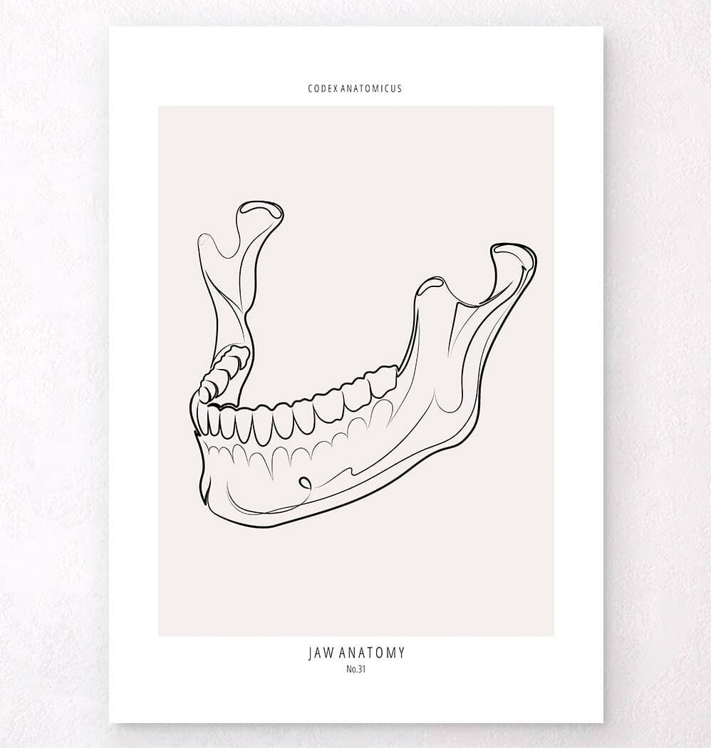 Anatomical jaw line art print - Codex Anatomicus