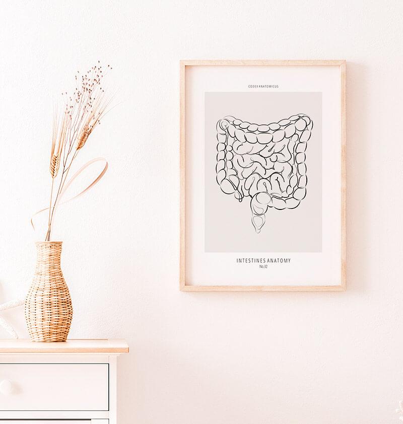 Anatomical intestines line art print - Codex Anatomicus