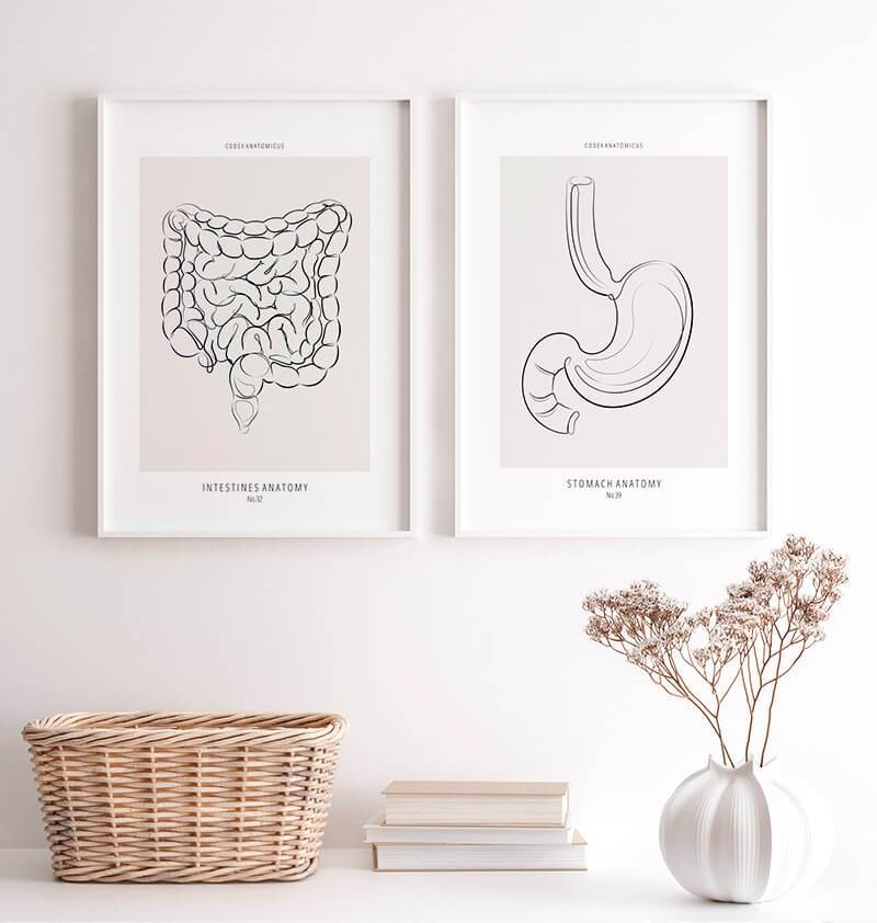 Anatomical intestines line art print - Codex Anatomicus
