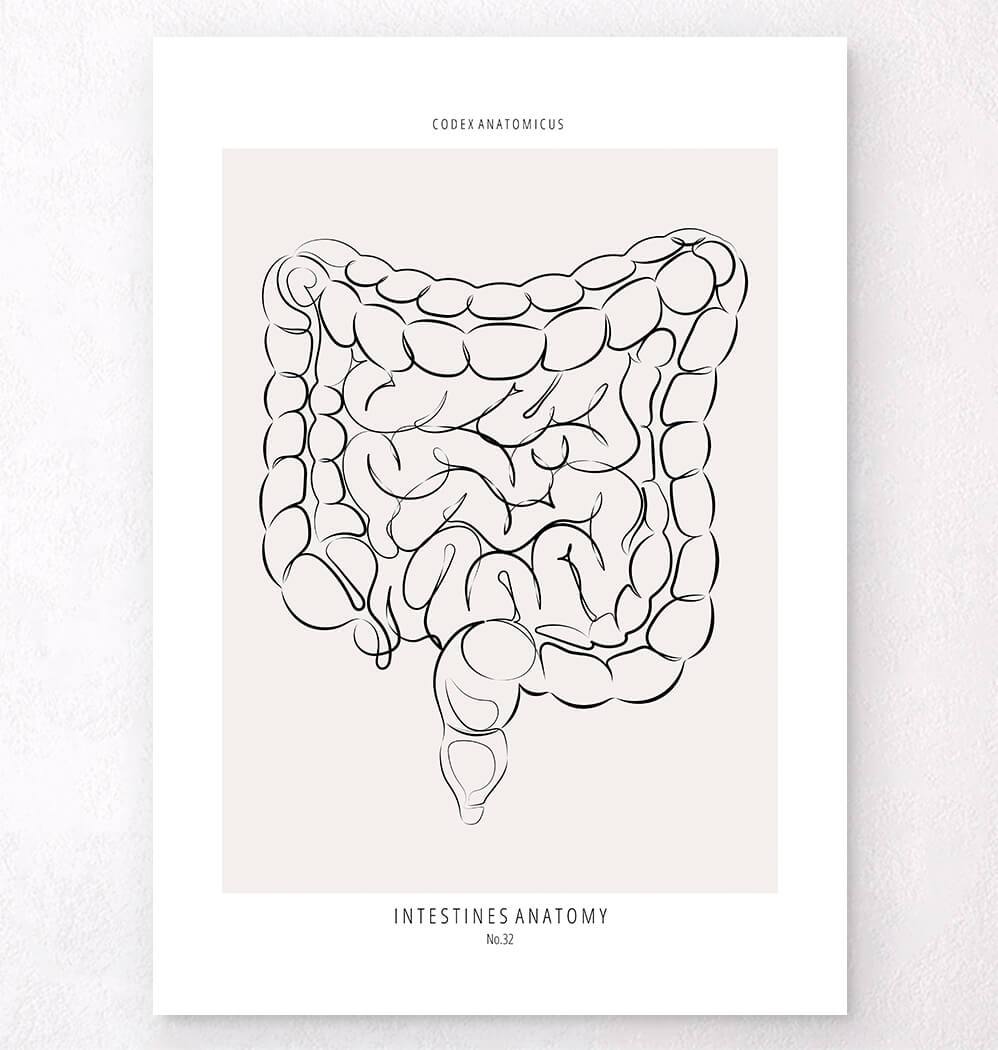 Anatomical intestines line art print - Codex Anatomicus