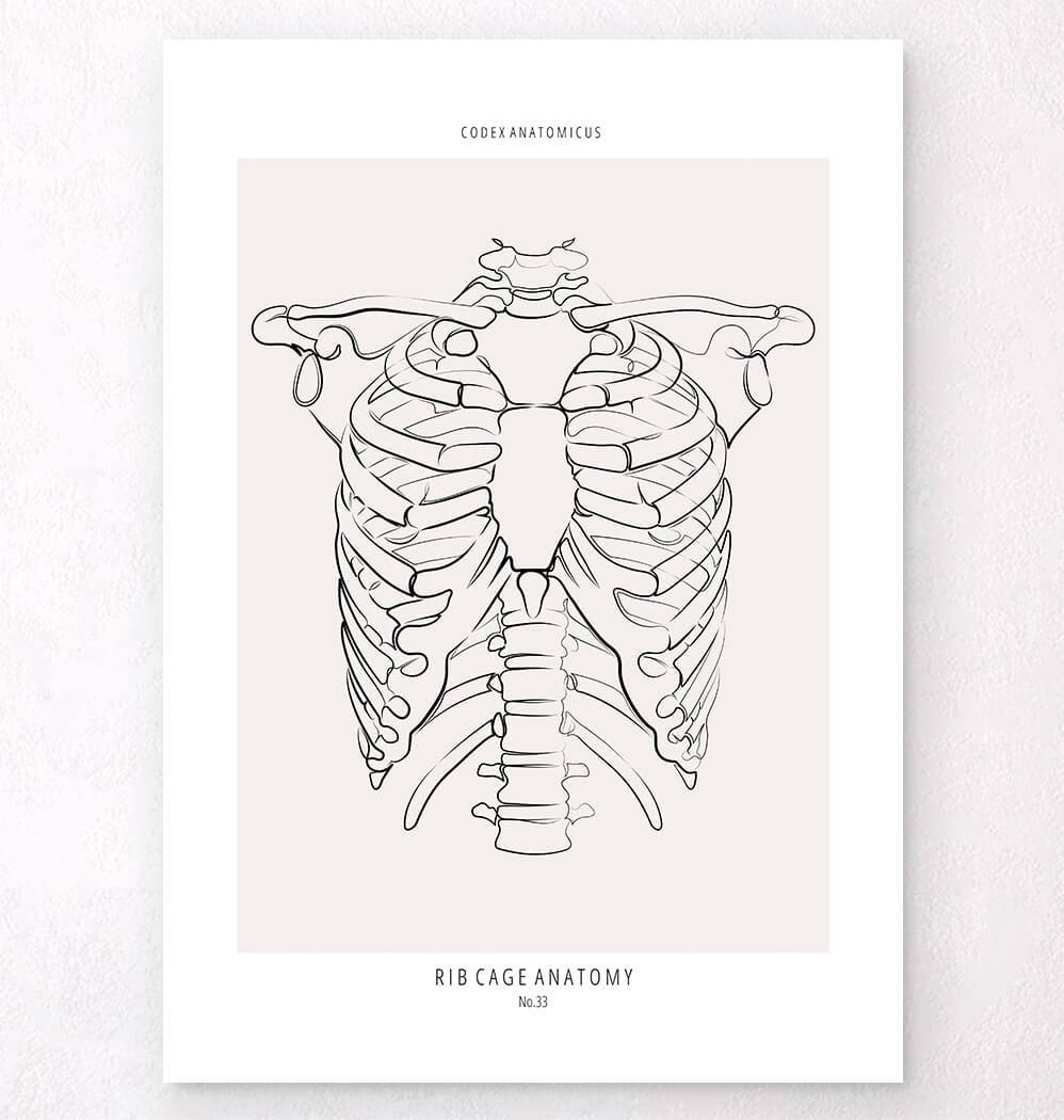 Anatomical rib cage line art print - Codex Anatomicus