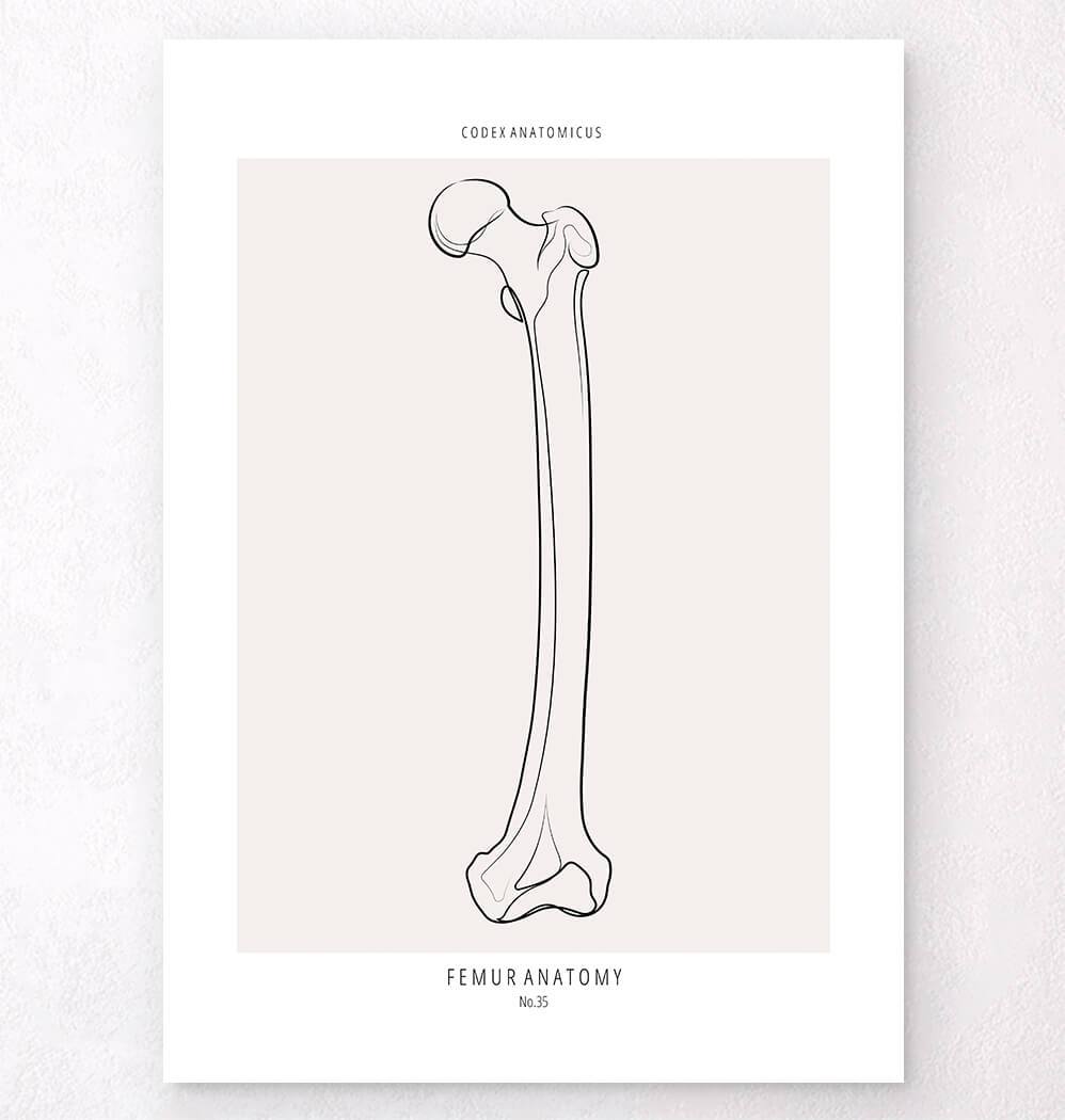 Anatomical femur line art print - Codex Anatomicus