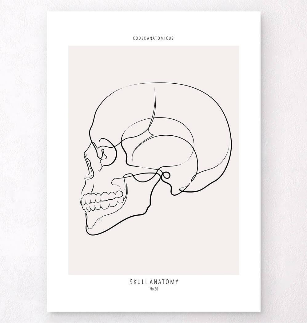 Anatomical skull line art print - Codex Anatomicus