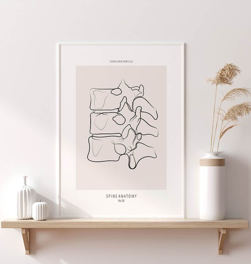 Spine Anatomy - Line art print - Codex Anatomicus