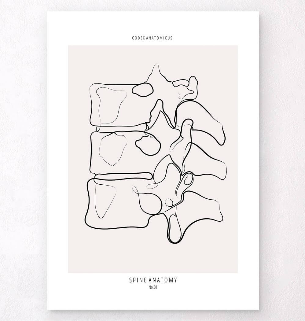 Spine Anatomy - Line art print - Codex Anatomicus